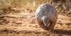 Who We Are - Save Pangolins