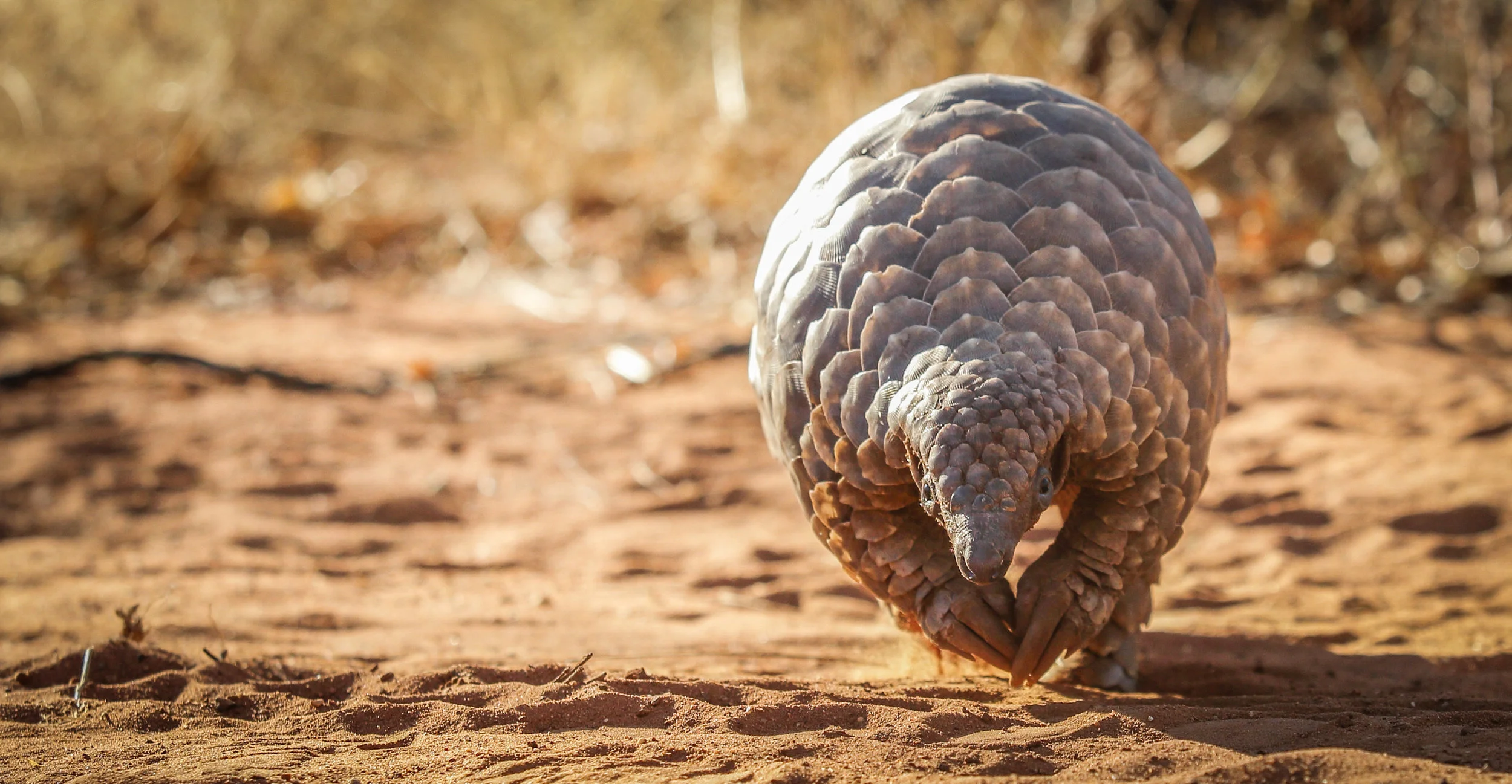Who We Are - Save Pangolins