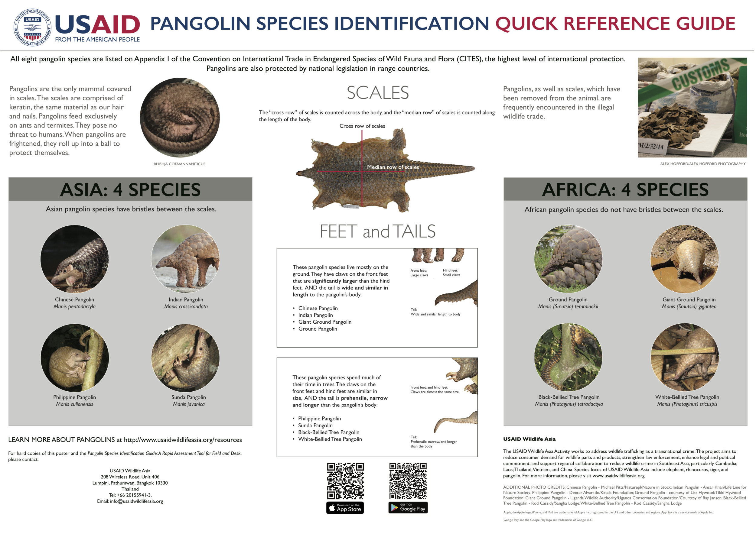 Resources and Fun - Save Pangolins