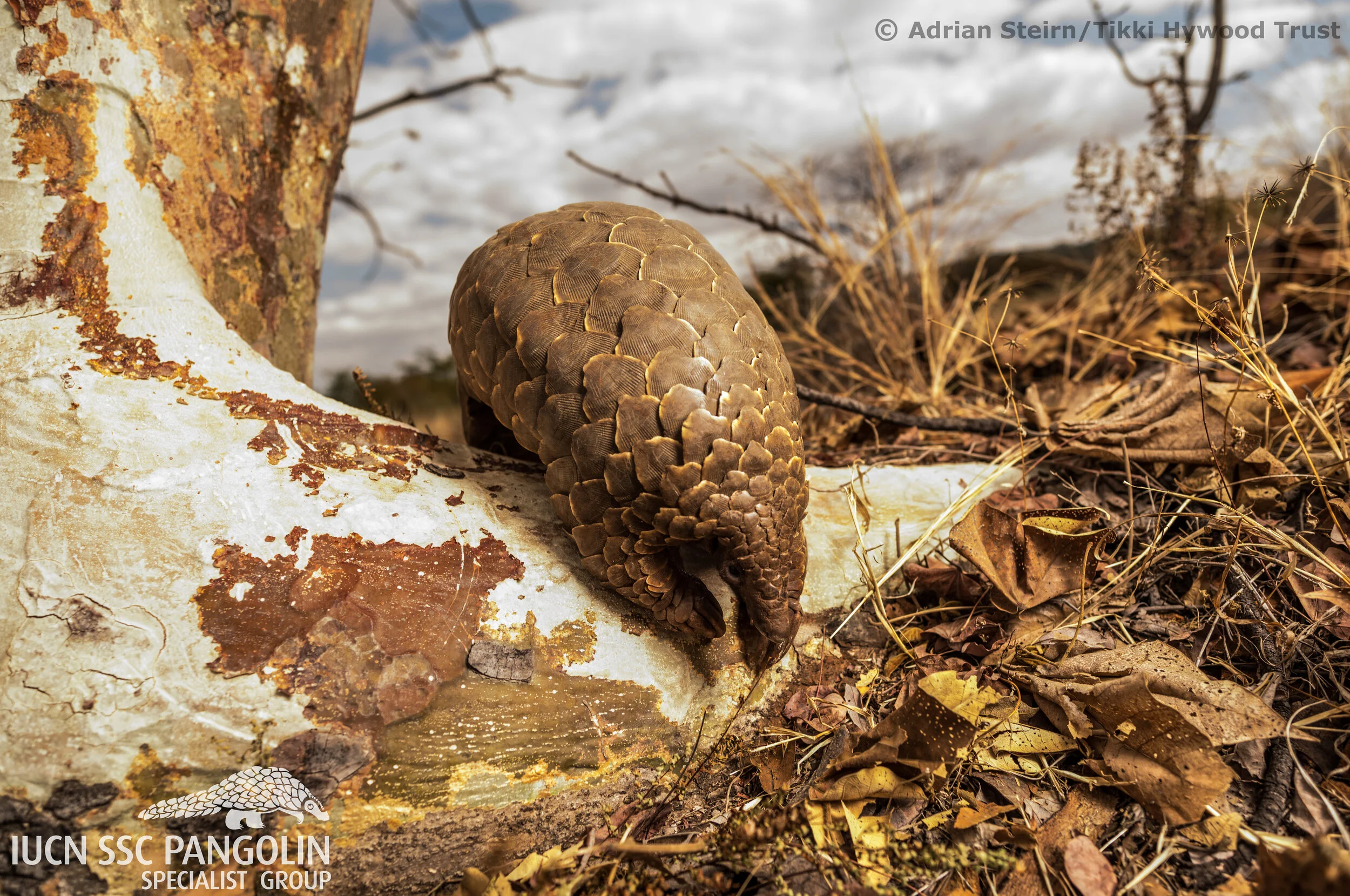 The Pangolin Crisis Fund Expands Protection for Pangolin Landscapes ...