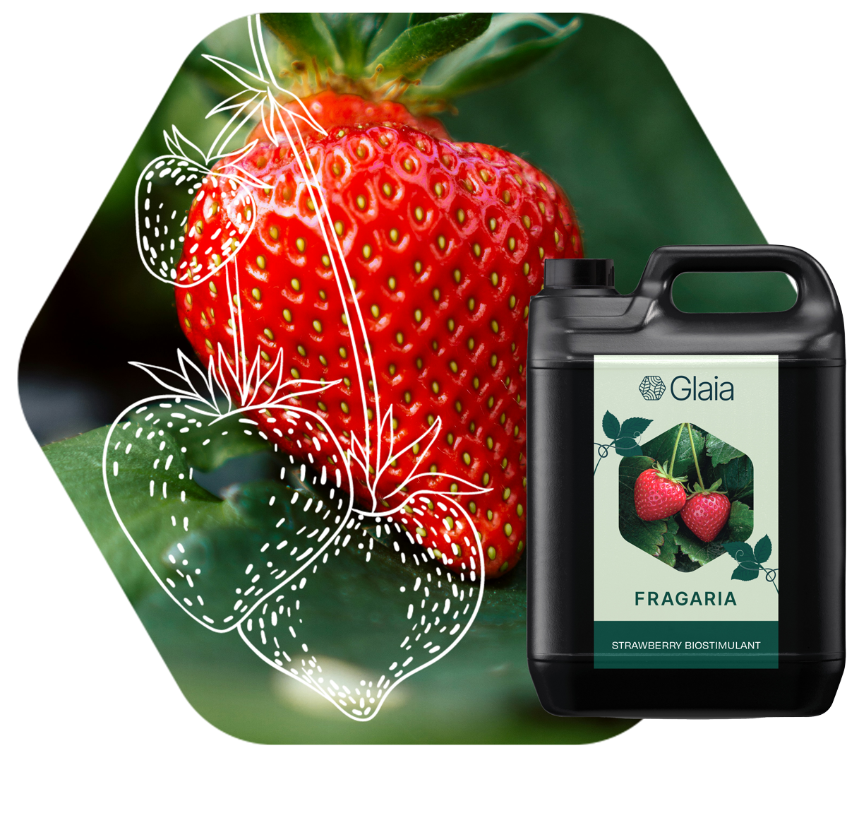 Fragaria Plus — Glaia