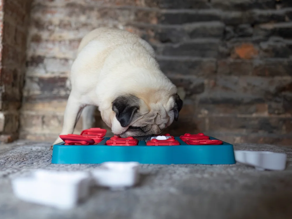 Deaf Dog Awareness Week with Pets and Friends — instadoggo