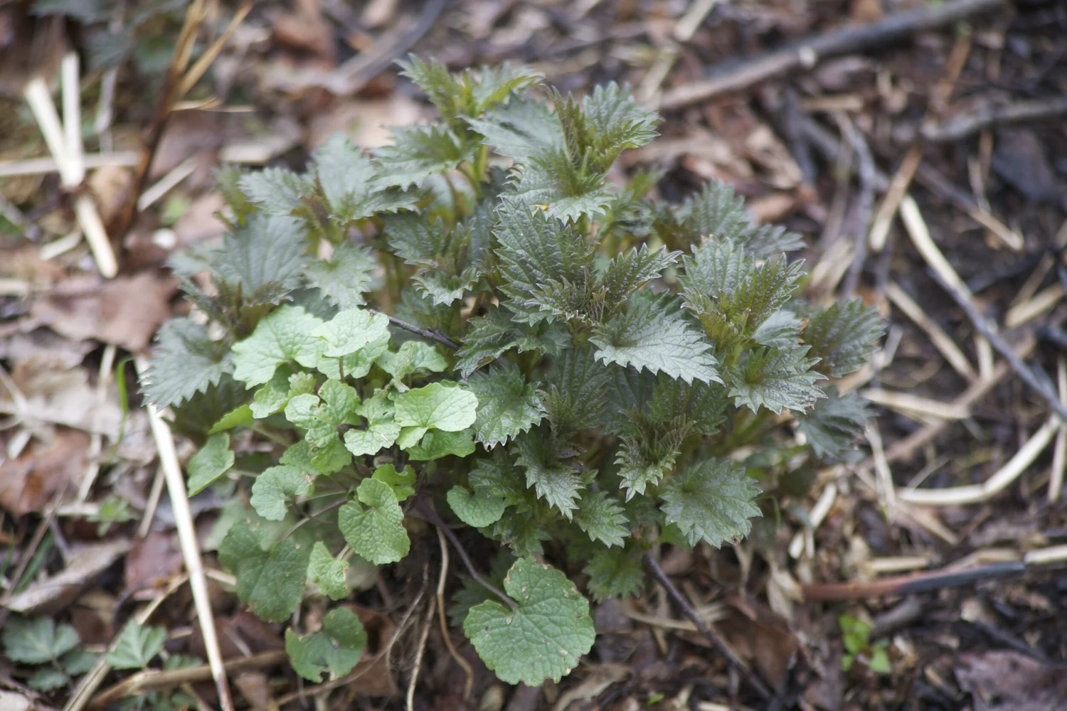 Stone Age Plants