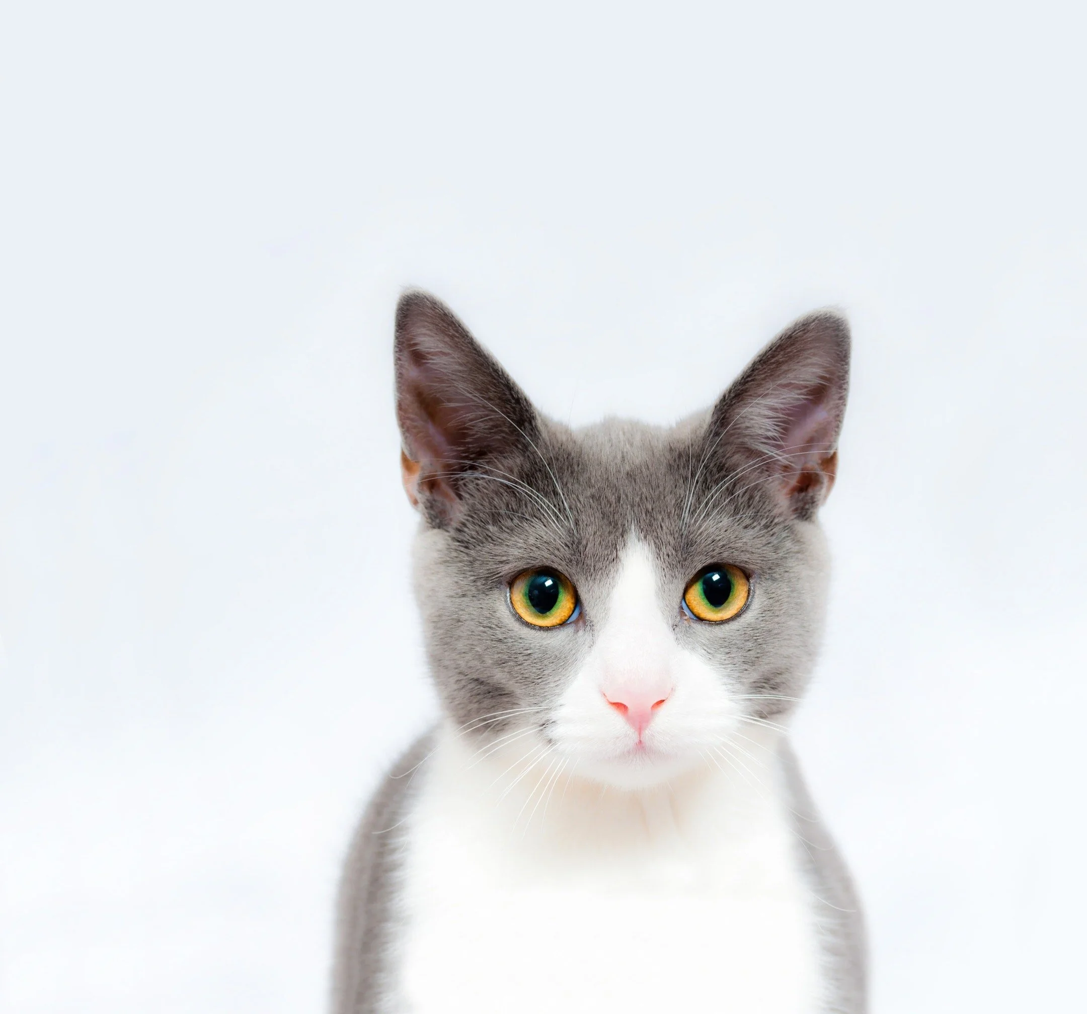 New Clients — Benson Animal Hospital