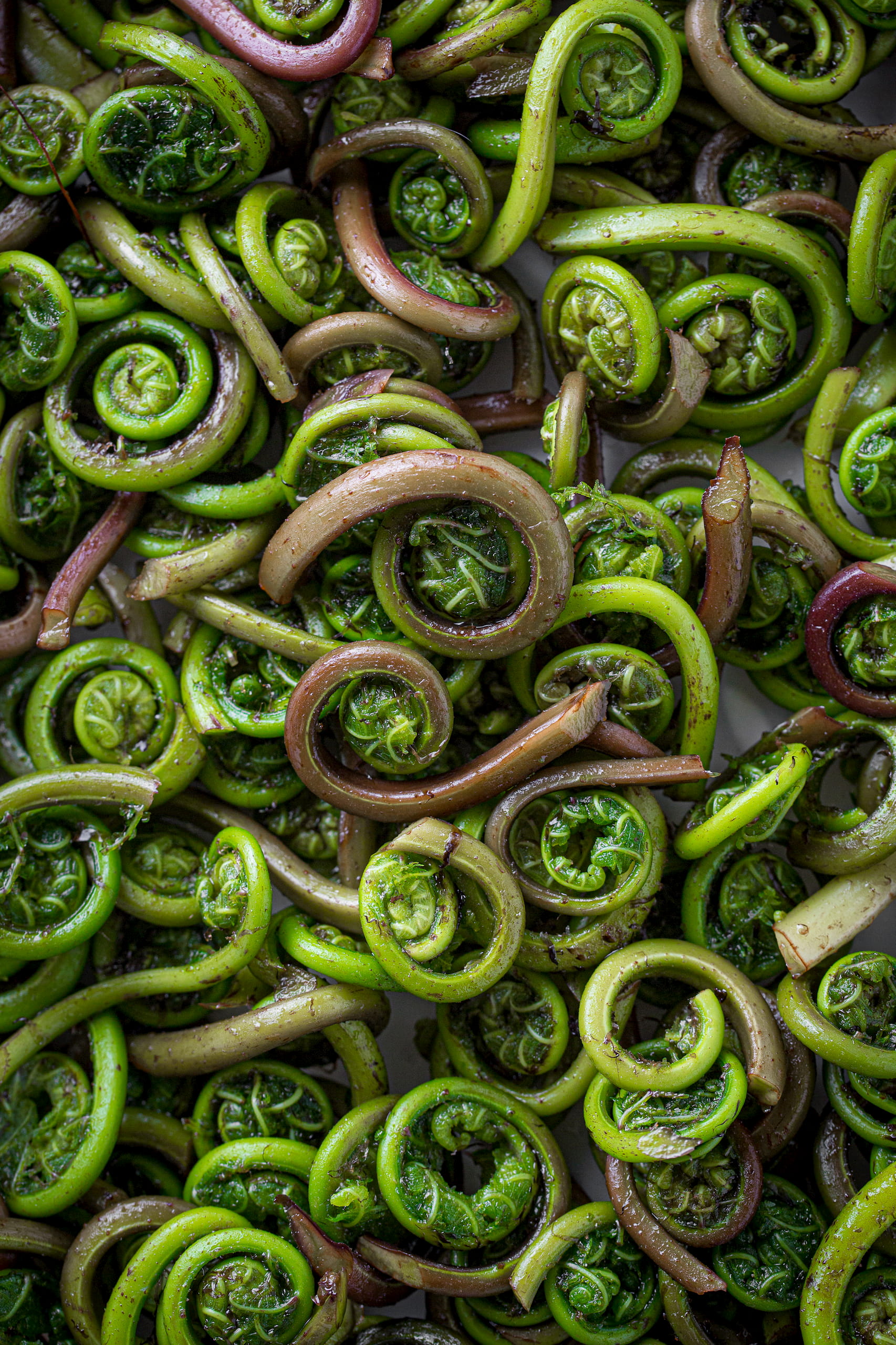 Homegrown Cookbook — Galdones Photography