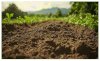 Growing Fruit at High Altitude: Trees & Berries | Simply Altitude ...