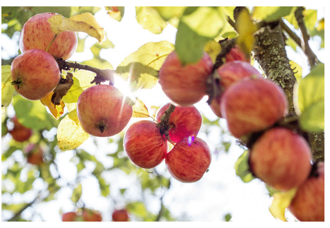 Best Fruit Trees for Zones 4–6 at High Elevation | Cold-Hardy — Simply ...