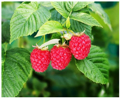 Growing Fruit at High Altitude: Trees & Berries | Simply Altitude ...