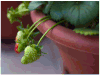 Growing Fruit at High Altitude: Trees & Berries | Simply Altitude ...