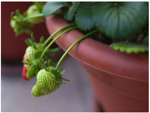 Growing Fruit at High Altitude: Trees & Berries | Simply Altitude ...