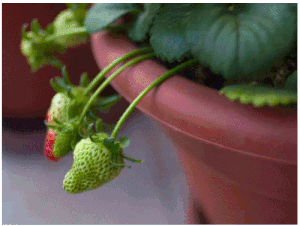 Growing Fruit at High Altitude: Trees & Berries | Simply Altitude ...