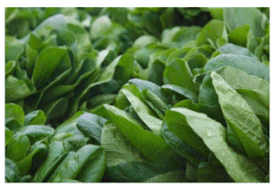 High Altitude Vegetable Gardening: Best Crops & Tips | Simply Altitude ...