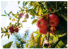 Growing Fruit at High Altitude: Trees & Berries | Simply Altitude ...