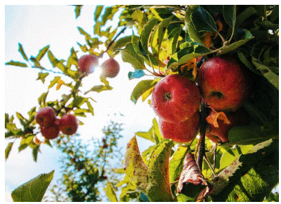 Growing Fruit at High Altitude: Trees & Berries | Simply Altitude ...