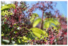 Growing Fruit at High Altitude: Trees & Berries | Simply Altitude ...