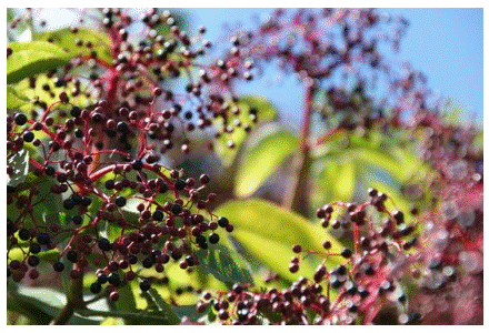 Growing Fruit at High Altitude: Trees & Berries | Simply Altitude ...