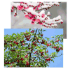 Growing Fruit at High Altitude: Trees & Berries | Simply Altitude ...