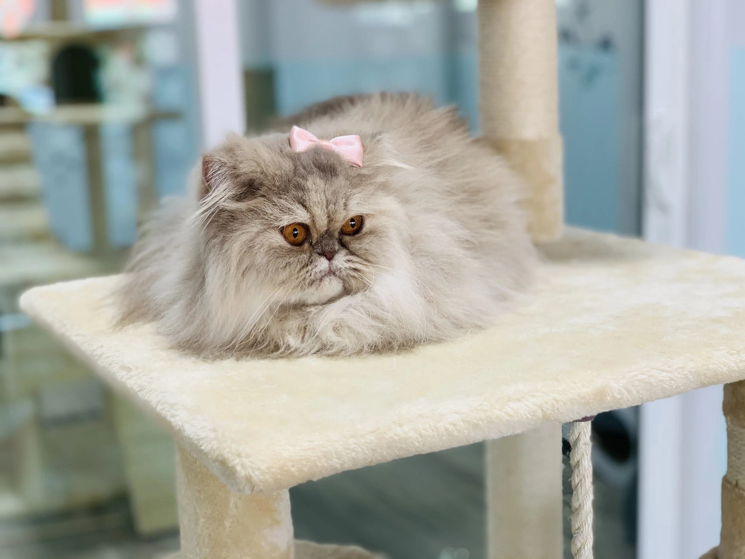 Cat Grooming Honolulu — Pounce Hawaii