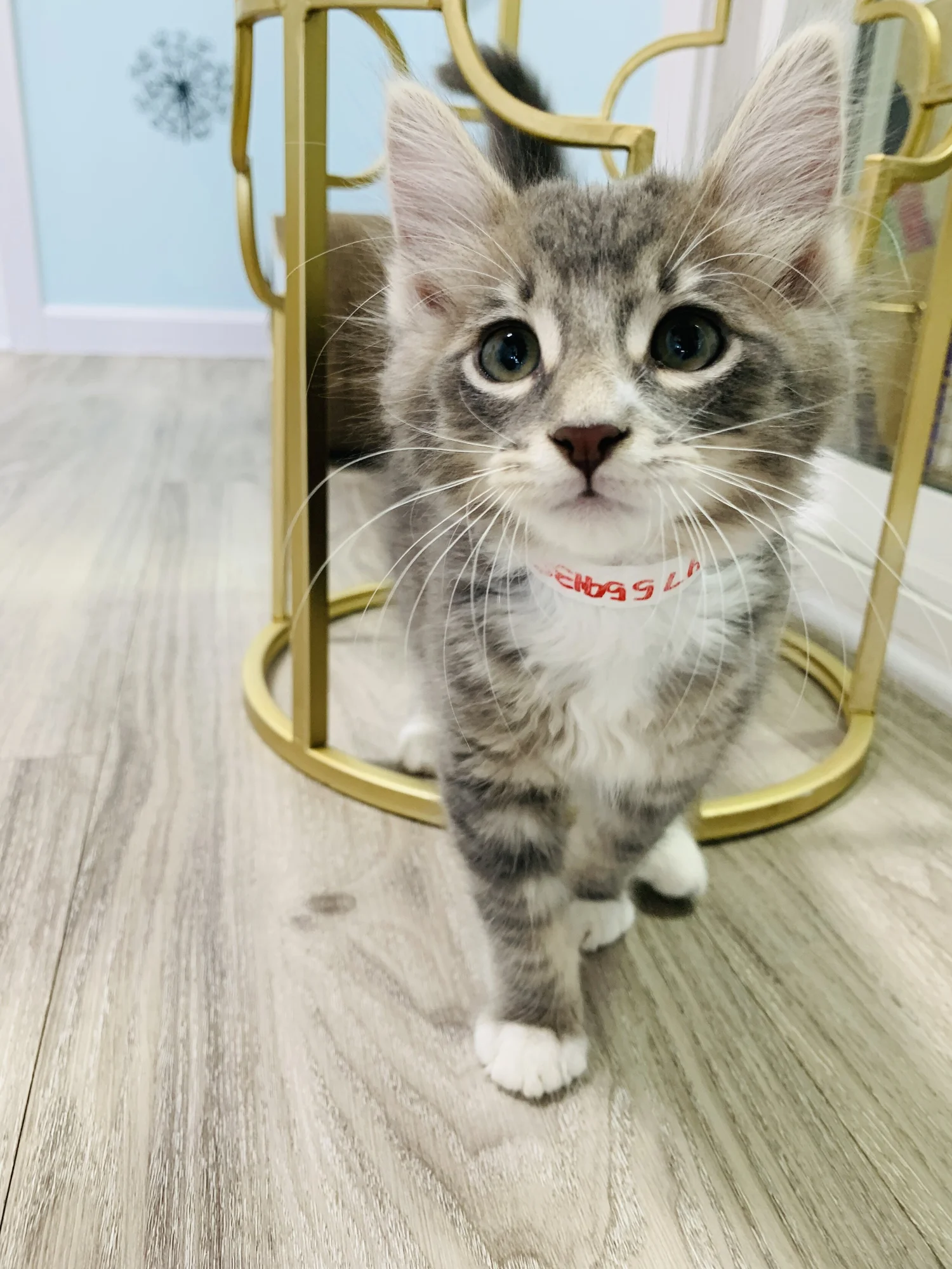Reasons to Adopt a Cat — Pounce Hawaii