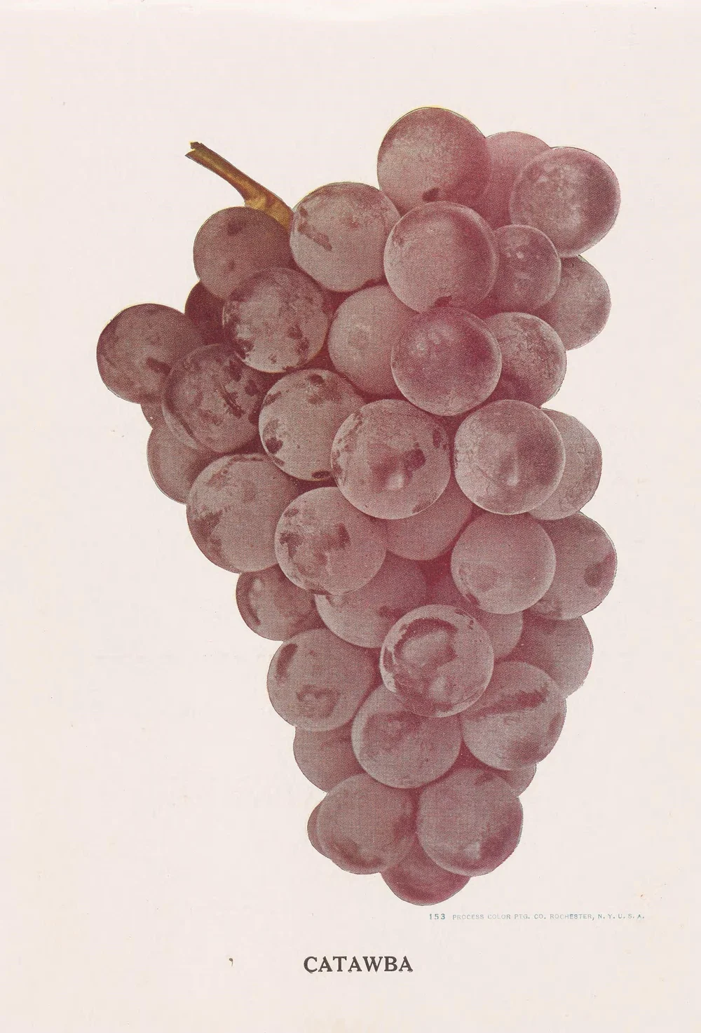 dear native grapes,