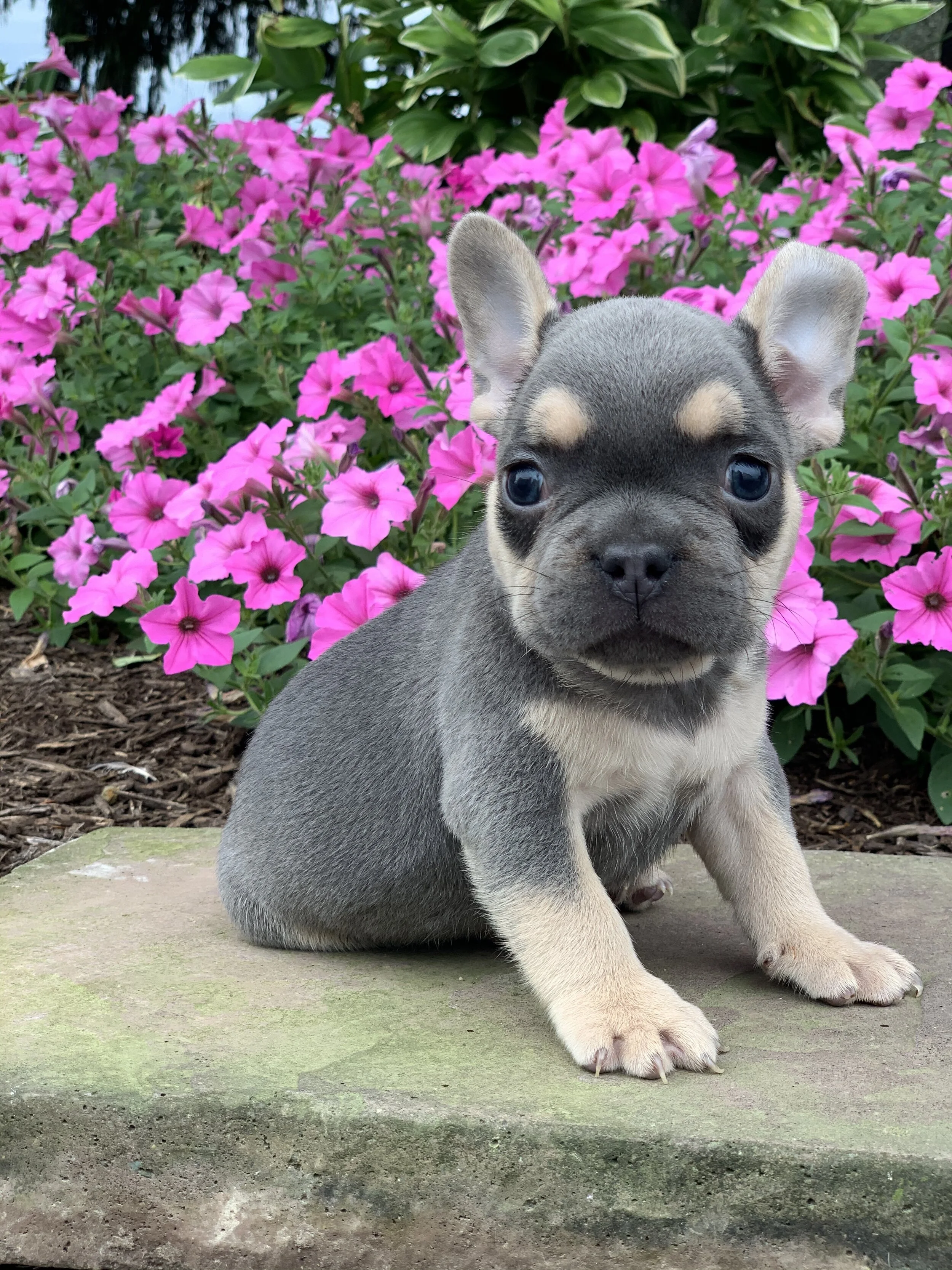 Silver French Bulldog