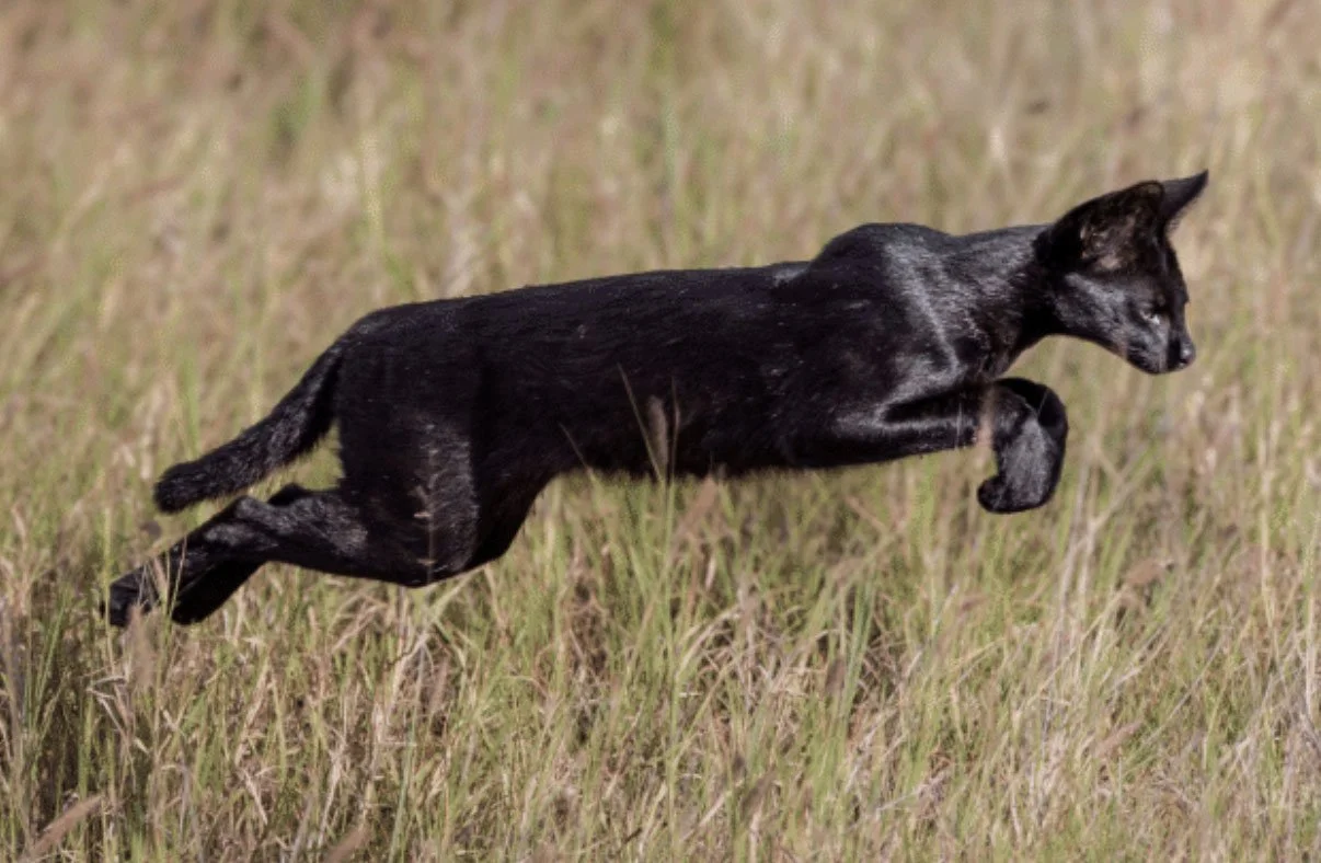 Melanism In Wild Cats — The Wild Lens
