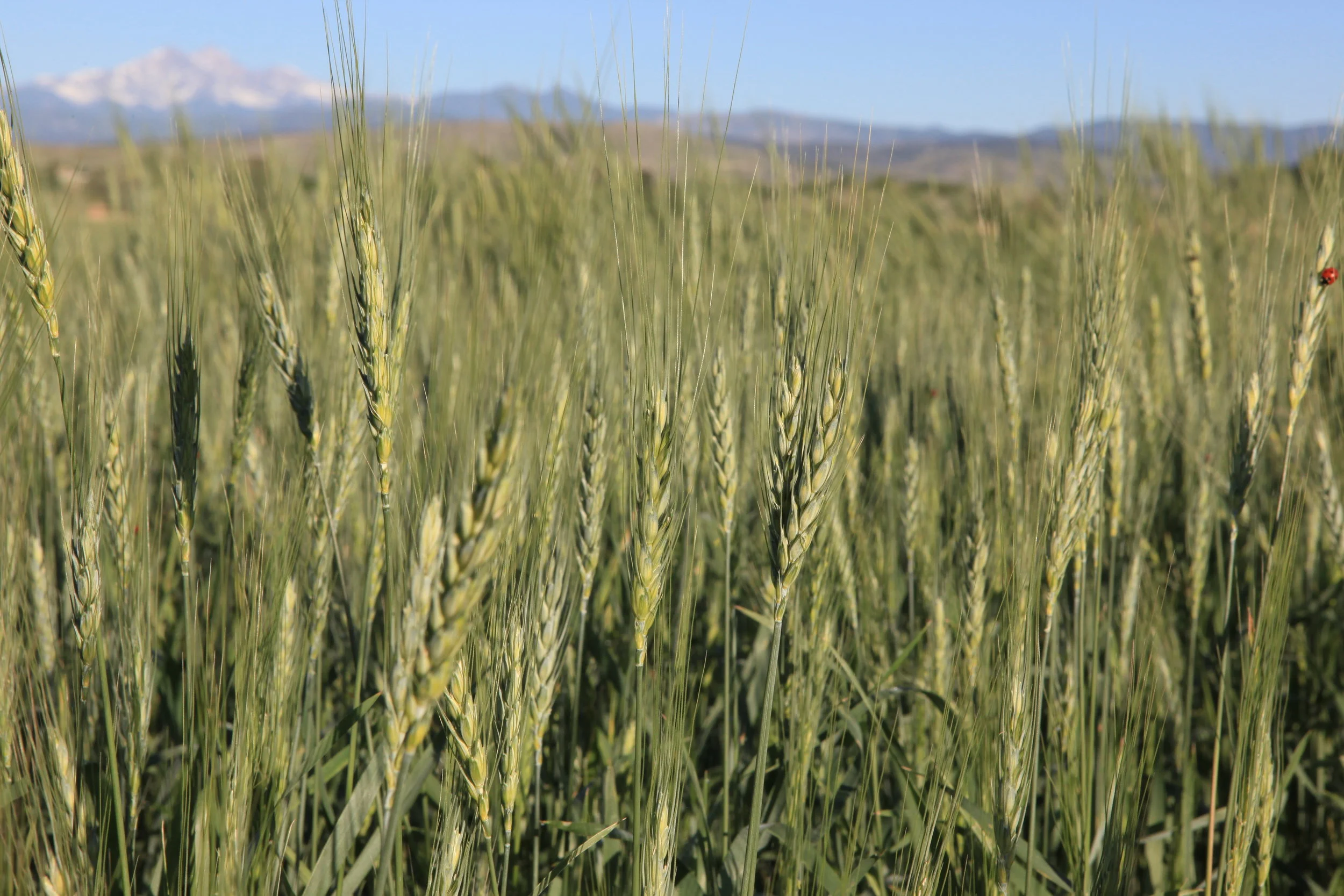 Colorado Grain Chain