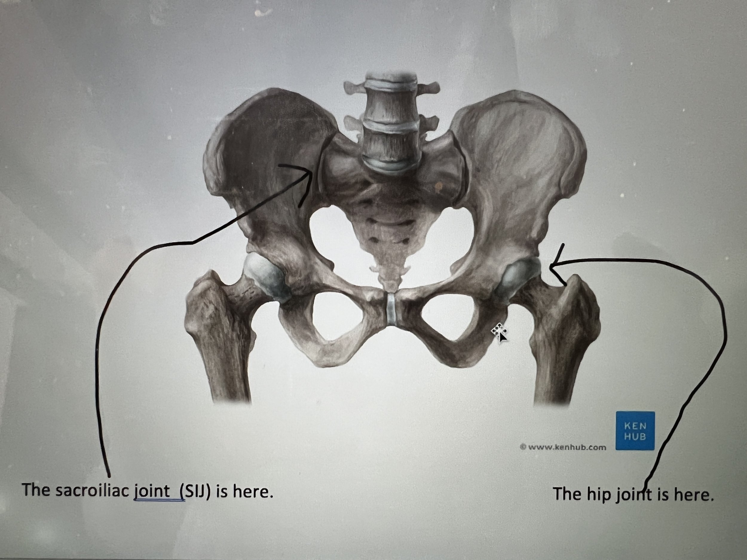 Where is my Hip Joint? — Stockbridge Osteopathic Practice