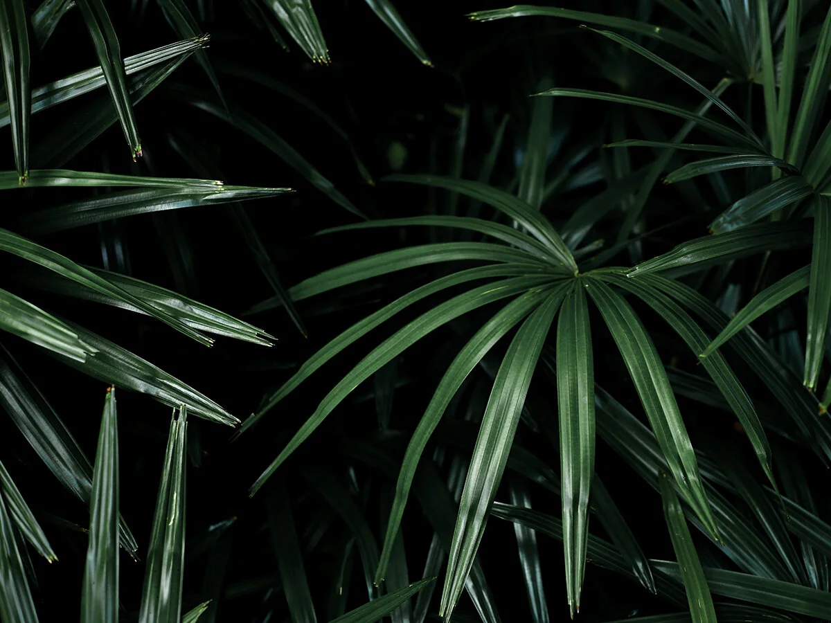 Trauma-Informed Culturally Responsive Care — Counseling Col:lab