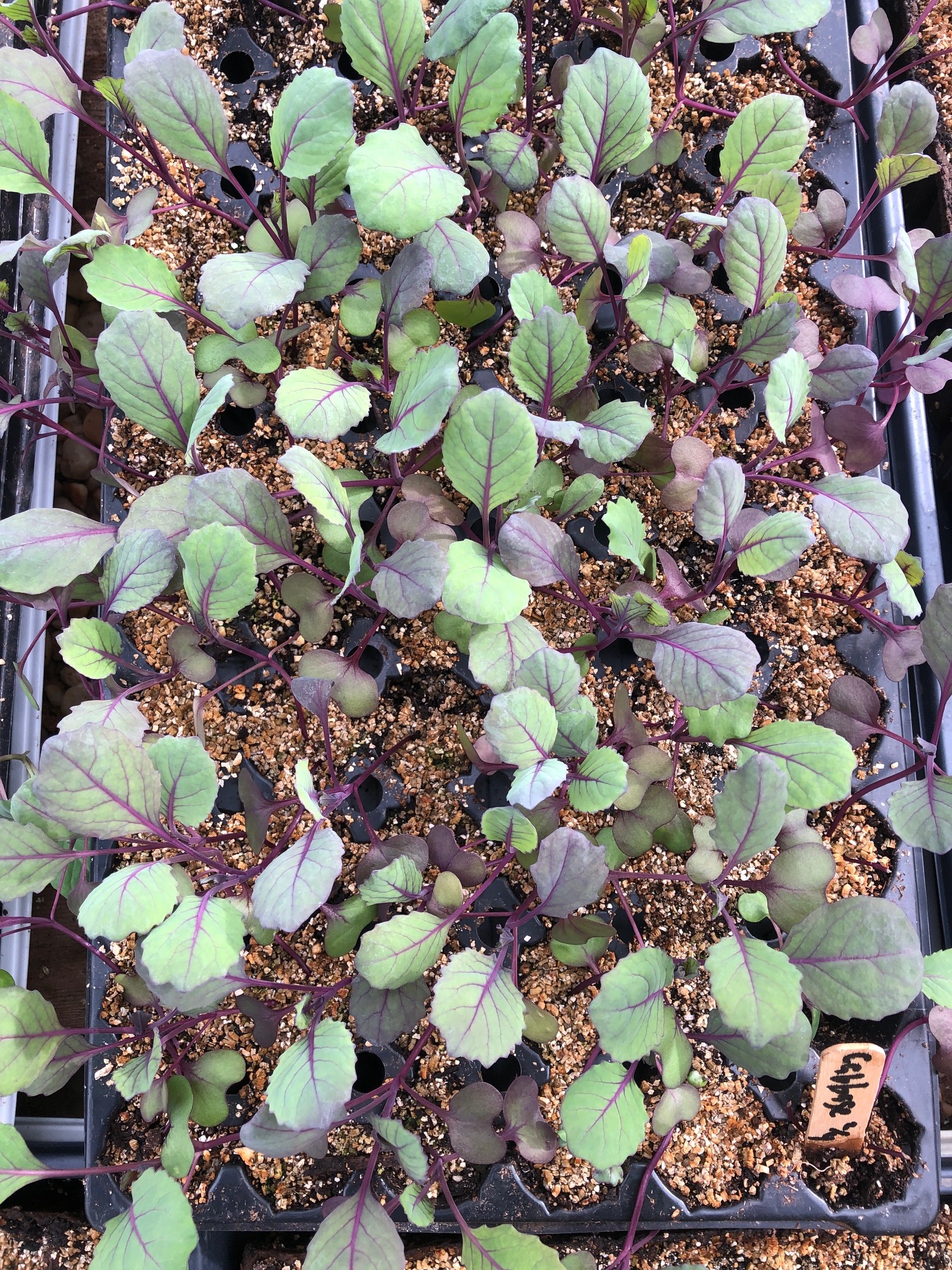 Gallery — Sandy Spring Gardens