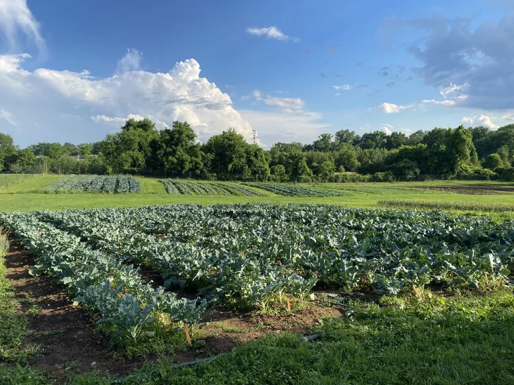 Sandy Spring Gardens
