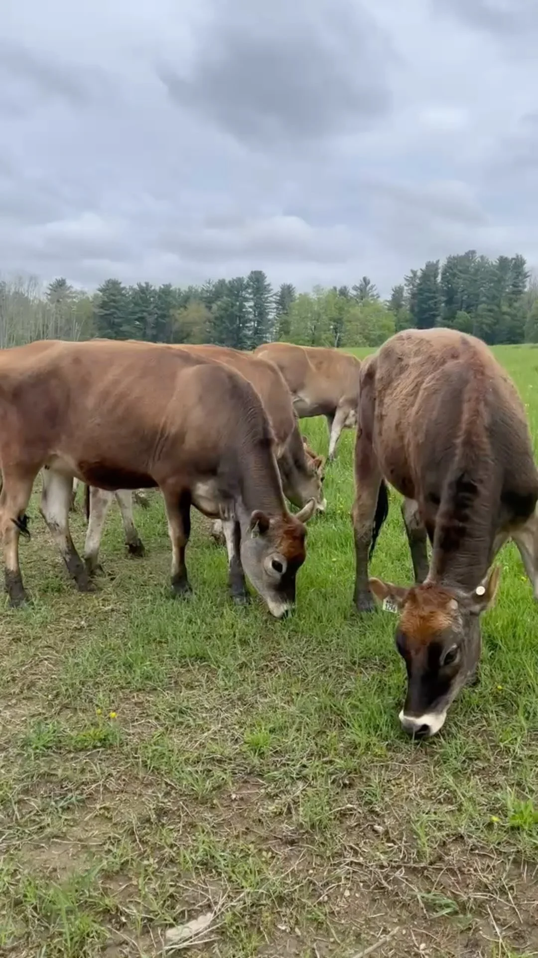 The Farmstead Creamery — High Lawn Farm