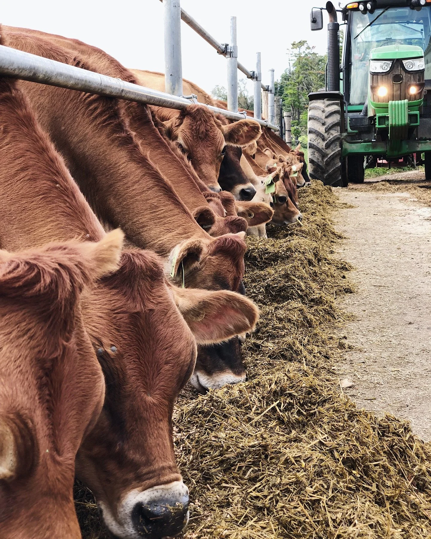 The Farmstead Creamery — High Lawn Farm