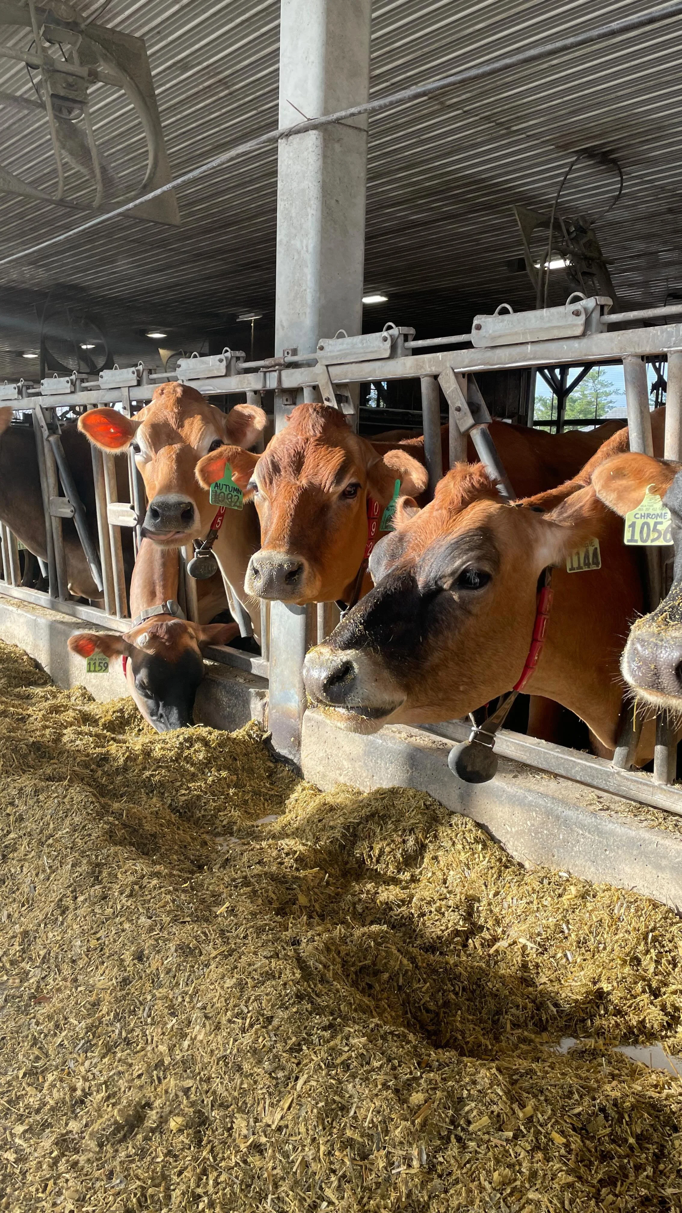 The Farmstead Creamery — High Lawn Farm