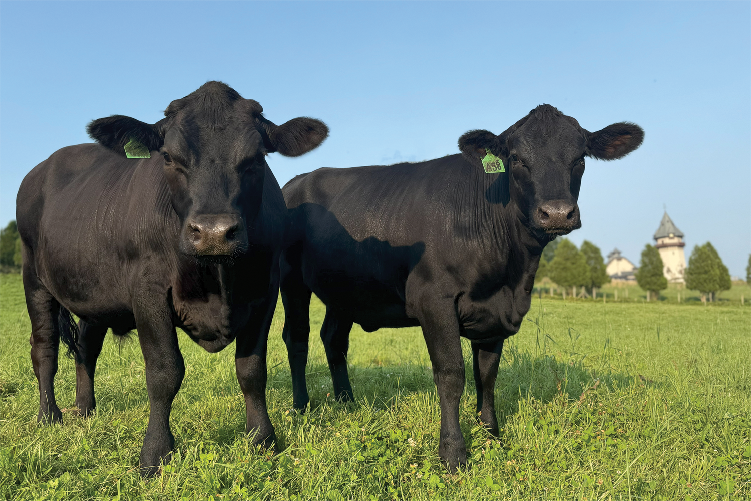 Our Farm — High Lawn Farm