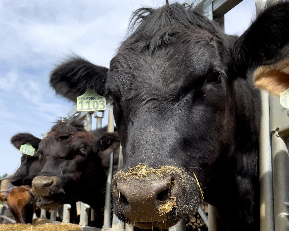 Our Farm — High Lawn Farm