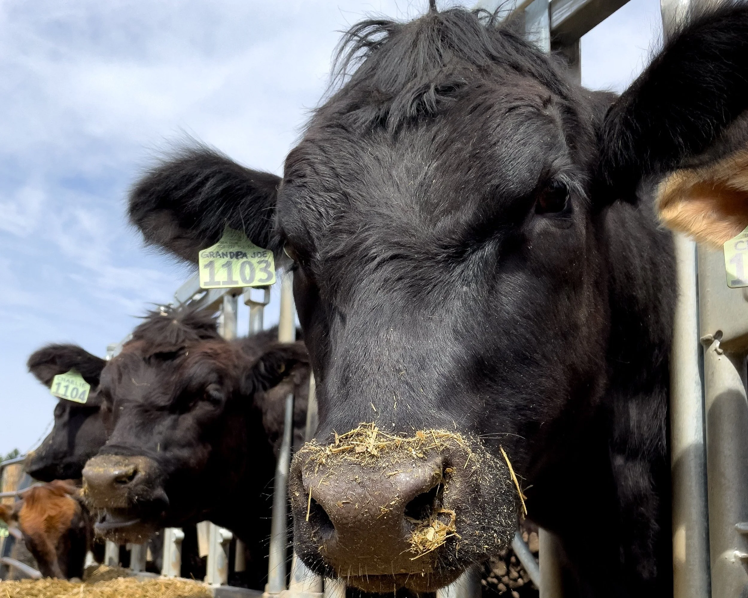 Our Farm — High Lawn Farm