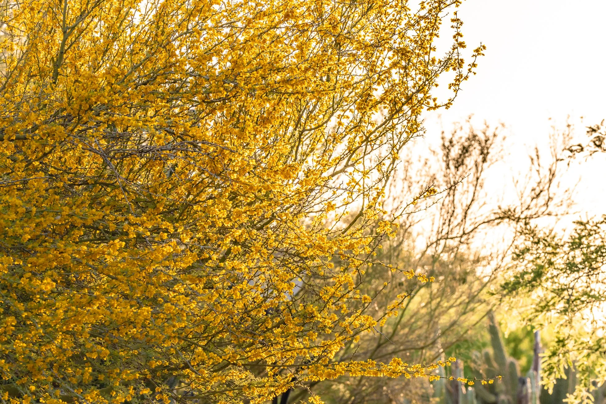 A Visit to Desert Botanical Gardens in Phoenix — Jennifer Carr