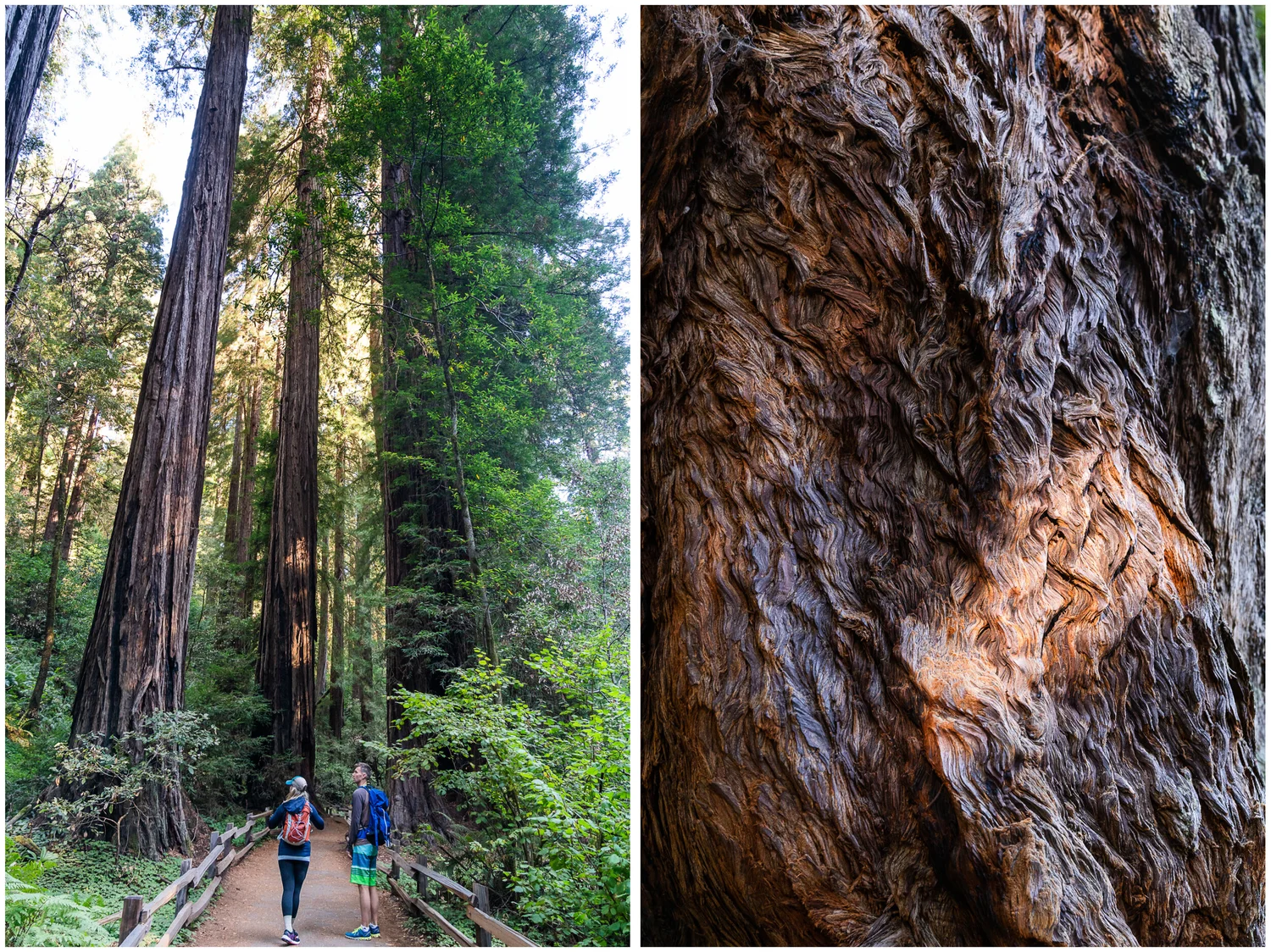 Under the Redwoods at Muir Woods — Jennifer Carr