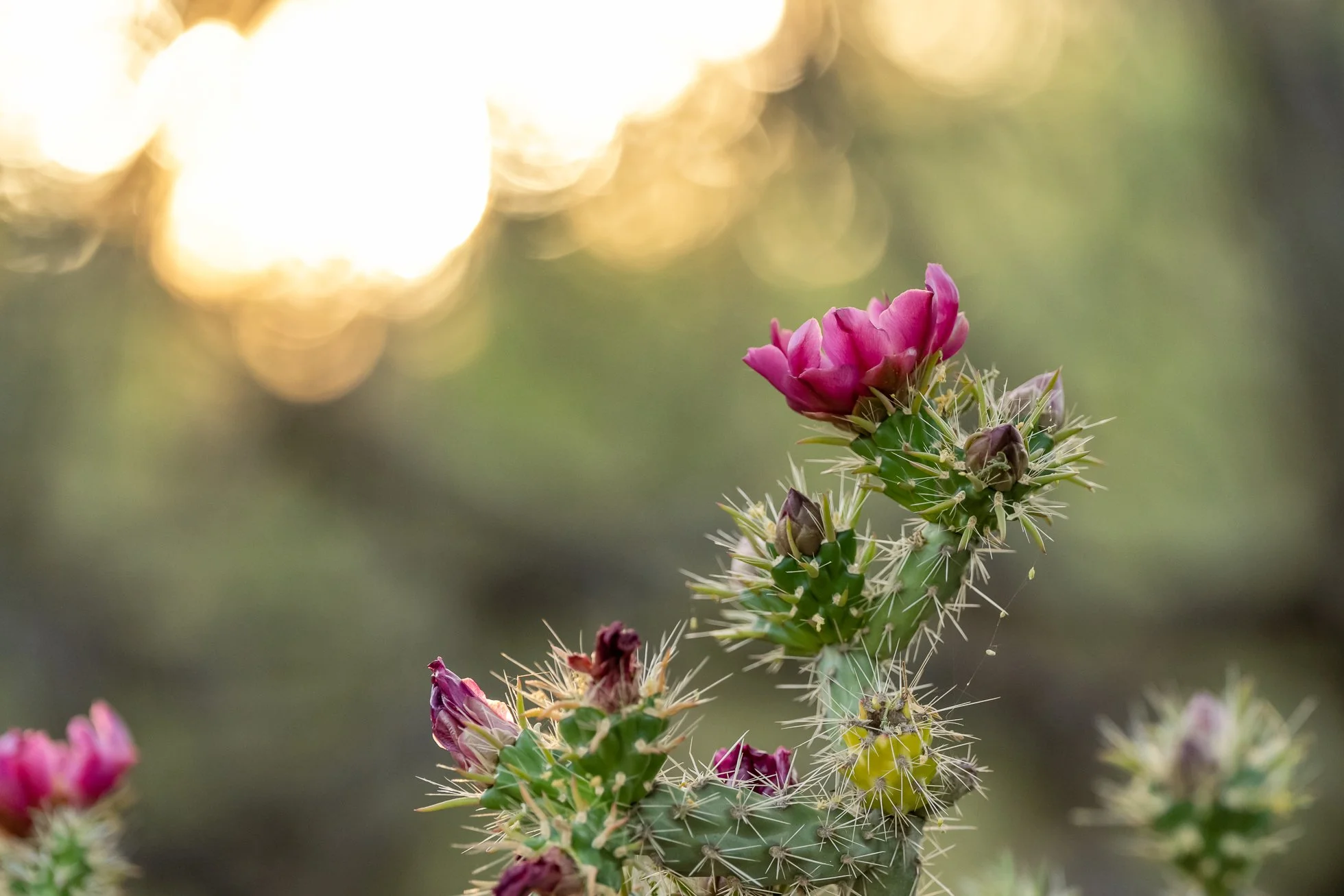A Visit to Desert Botanical Gardens in Phoenix — Jennifer Carr