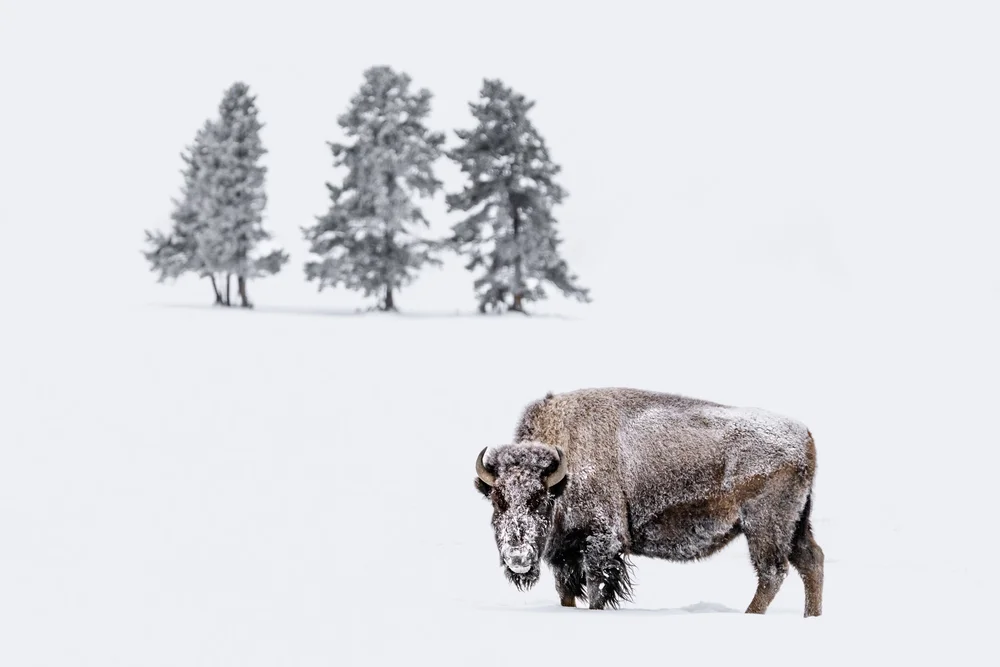 Yellowstone Winter Photography: Snowy Trails, Wildlife Encounters, and ...