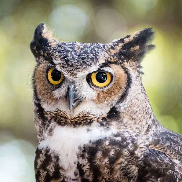 Adopt an Owl — Hungry Owl Project