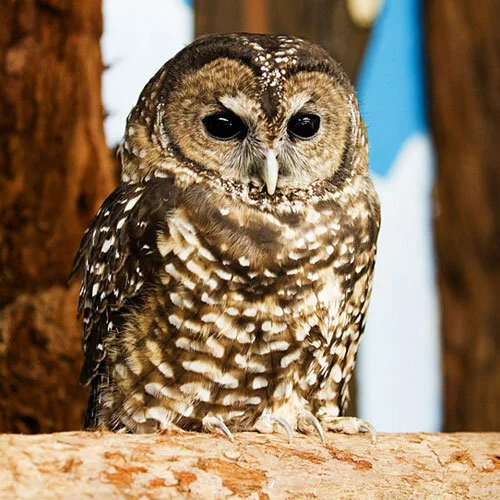 Adopt an Owl — Hungry Owl Project