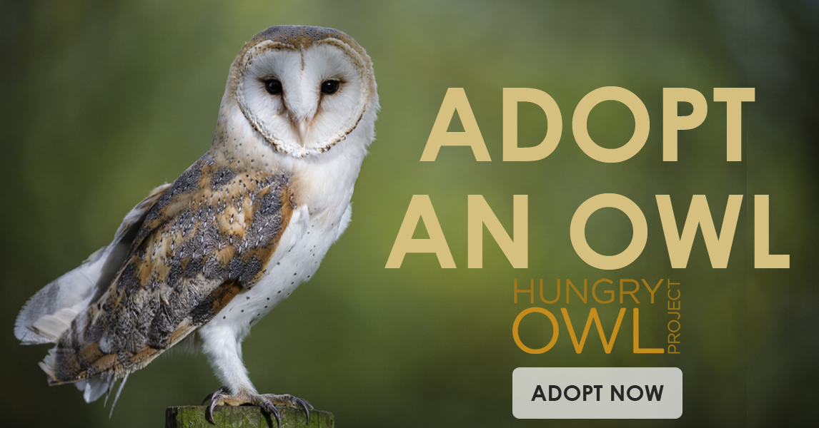 Adopt an Owl — Hungry Owl Project