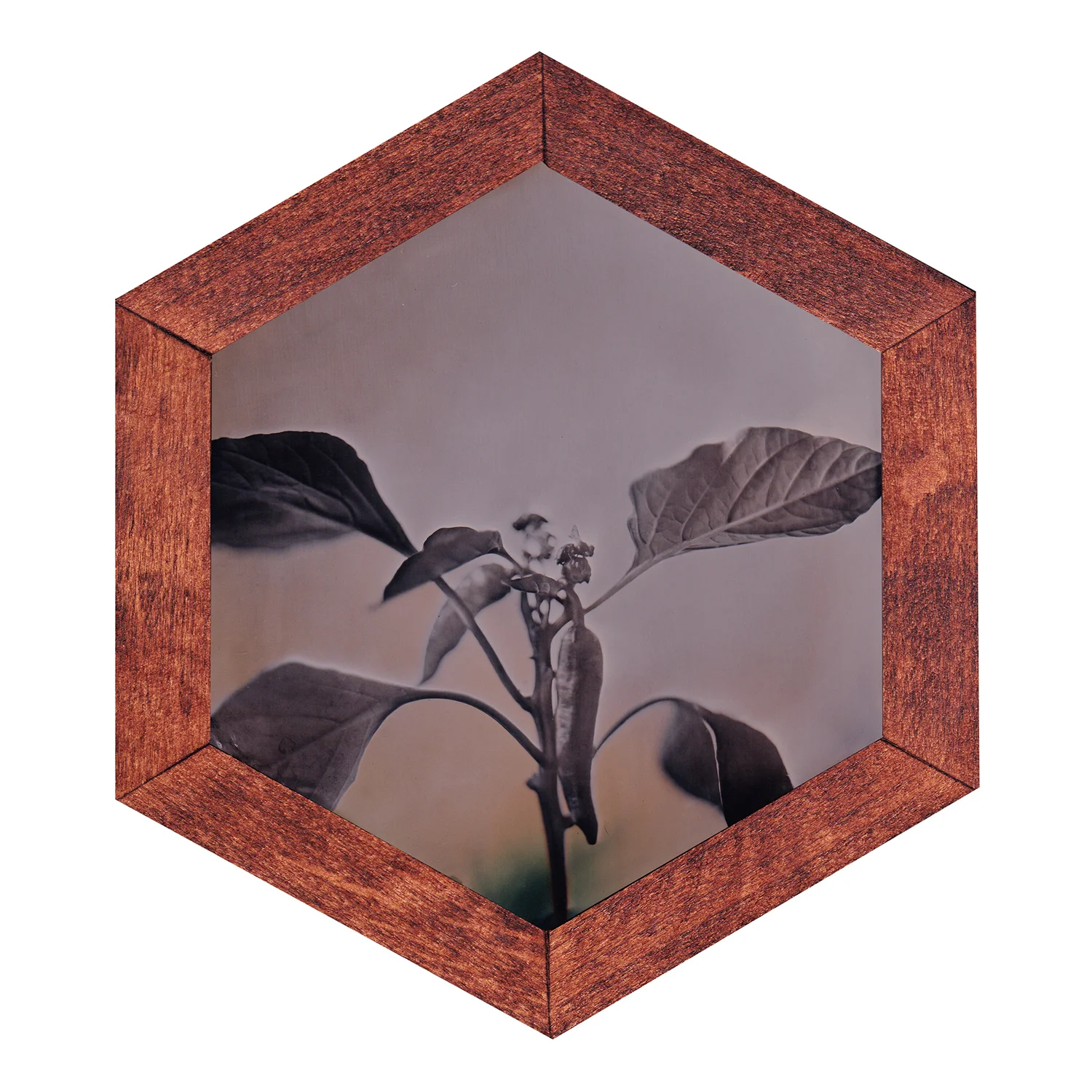 Untitled (The Hive I) — William Fenn