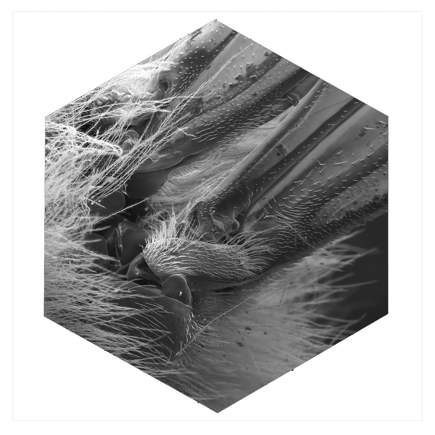 SEM (The Hive III) — William Fenn