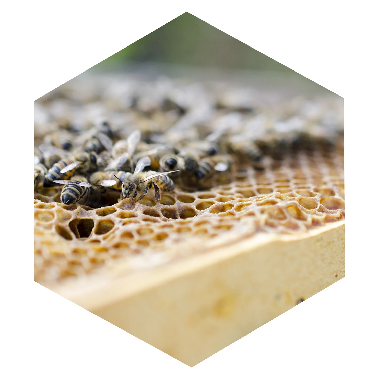 Projects — William Fenn