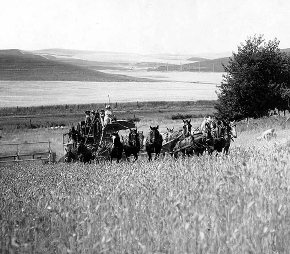 Wheat Farm 1900s