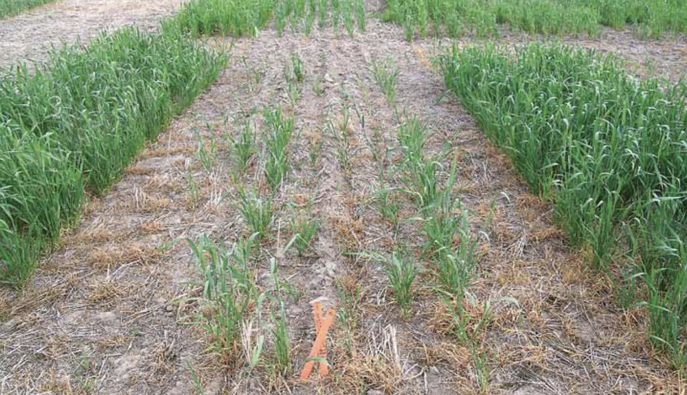 Crop Protection — Washington Wheat Foundation