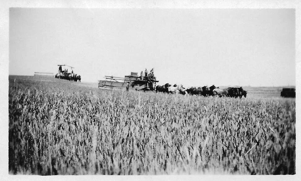 Wheat Farm 1900s